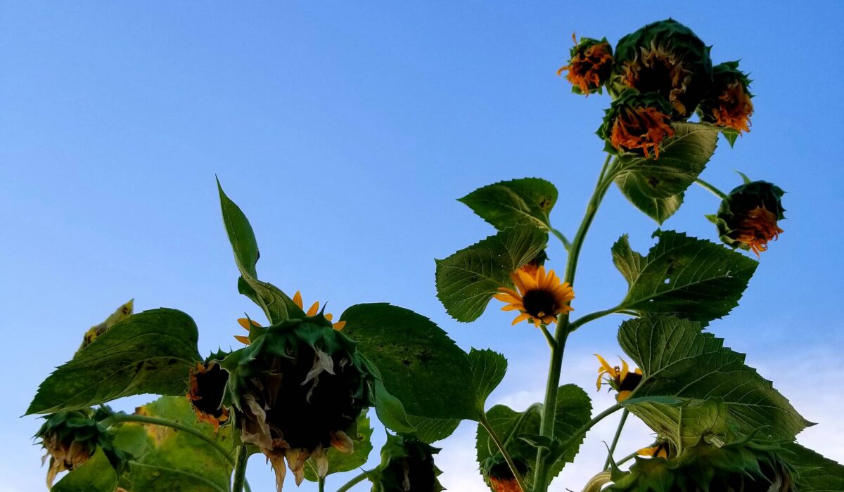 【Mayamoonさん連載】8月後半／すぐそばにある豊かさ